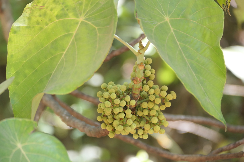 Parasol leaf tree from Āmbavna, Maharashtra, India on May 2, 2024 at 10 ...