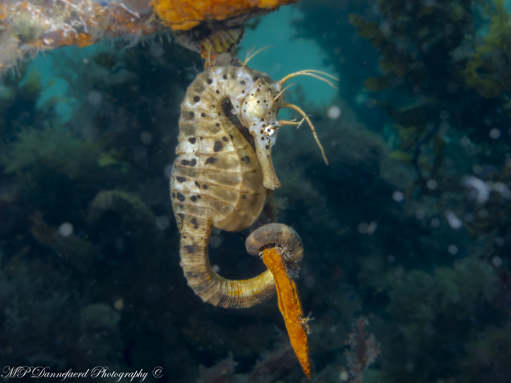 Bigbelly Seahorse from Mornington P'sula - South, AU-VI, AU on May 10 ...