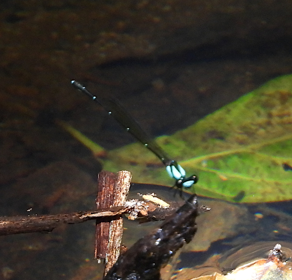 Nososticta coelestina from Lacey's Creek, Djiru QLD 4852, Australia on ...