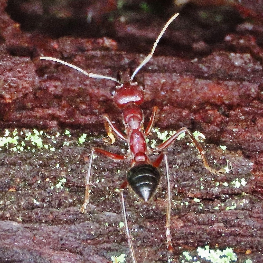 Inchman Ant from Bermagui NSW 2546, Australia on May 9, 2024 at 01:14 ...