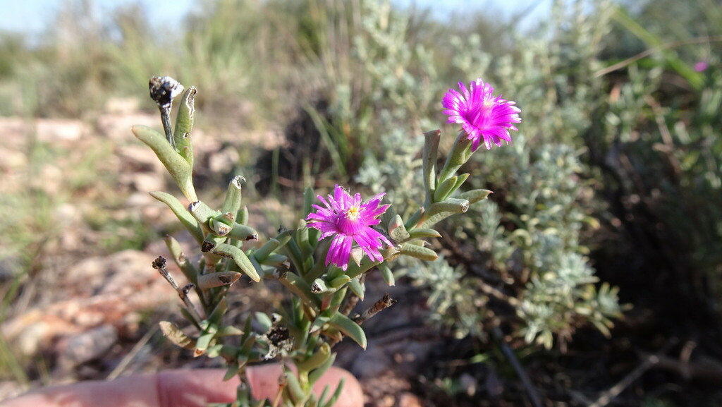 Ruschia calcarea from Kathu, 8446, South Africa on April 29, 2024 at 03 ...