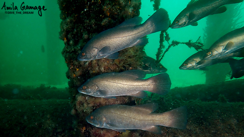Black Sand Bass from Busselton WA 6280, Australia on February 28, 2020 ...