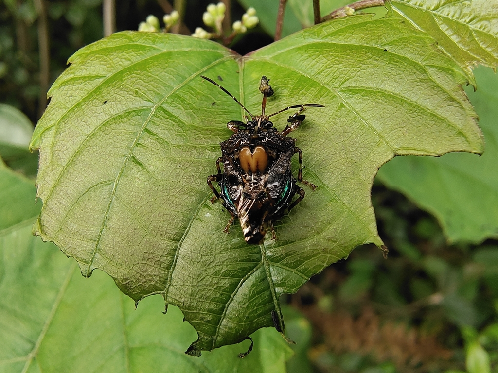 Cazira frivaldskyi from Yichun, CN-JX, CN on May 9, 2024 at 03:43 PM by ...