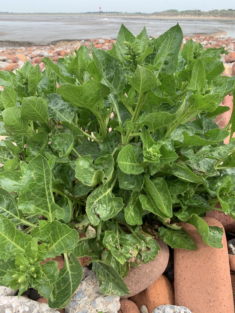 sea beet from Liverpool Bay, Liverpool, England, GB on May 10, 2024 at ...