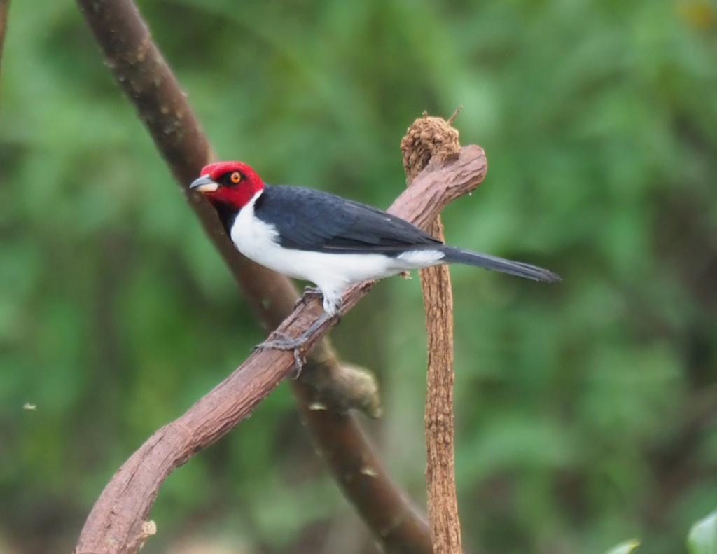 Red-capped Cardinal from Limoncocha, Ecuador on May 4, 2024 at 05:07 PM ...