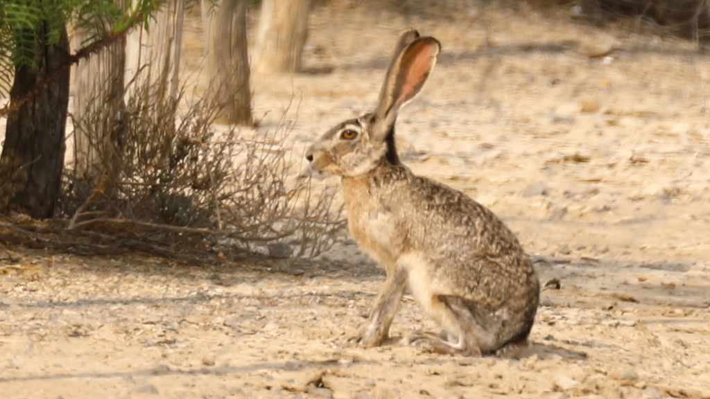 Black-tailed Jackrabbit from Bustamante, Nuevo León, Mexico on May 4 ...