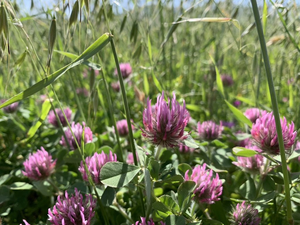 Rose Clover from 94521, Concord, CA, US on May 4, 2019 at 09:59 AM by ...