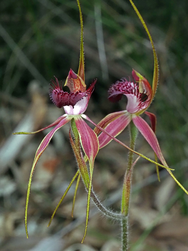Carousel spider orchid from Mariginiup WA 6078, Australia on September ...