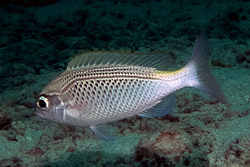Arabian Monocle Bream (Scolopsis ghanam) - Marine Life Identification