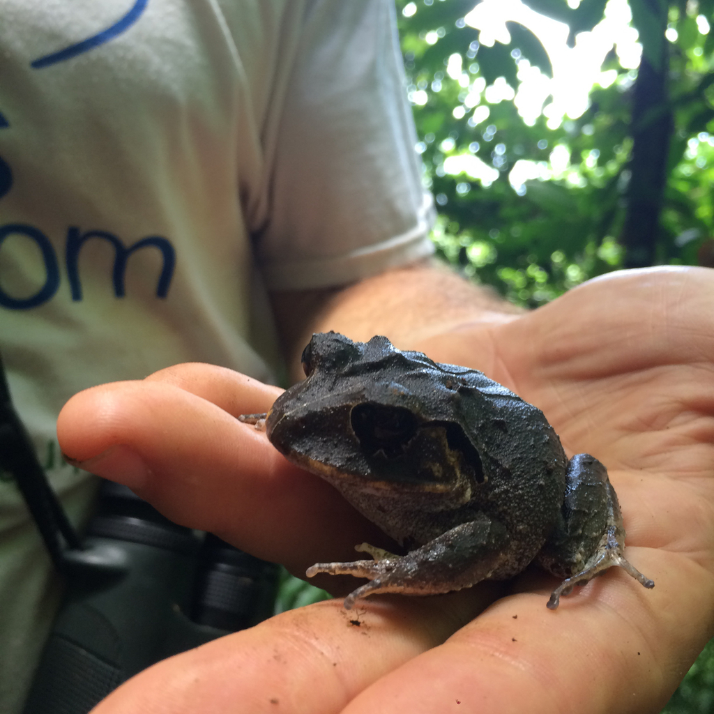 Atlantic Broad-headed Litter Frog from San Ramon, San Ramon, Alajuela ...