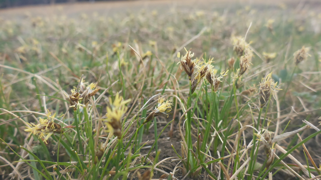 Needleleaf sedge from Заларинский р-н, Иркутская обл., Россия on May 7 ...