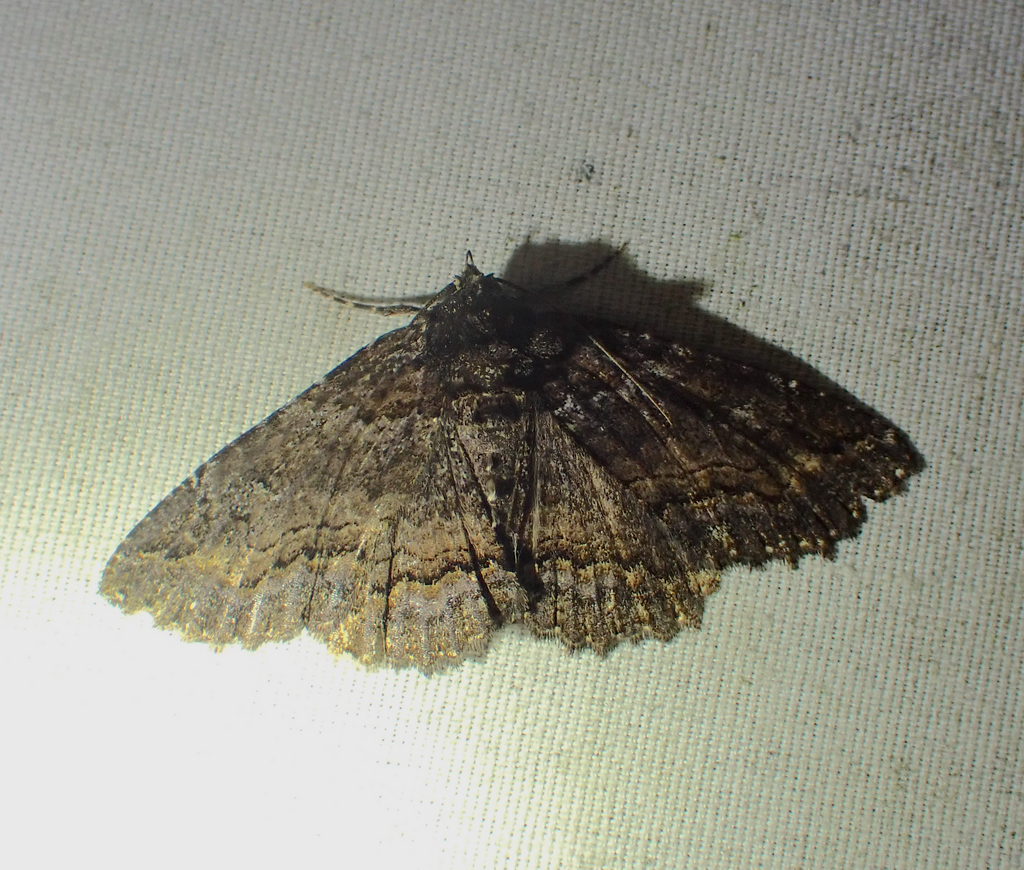 Green-dusted Zale Moth from Yard in Killingworth, CT, USA on May 9 ...