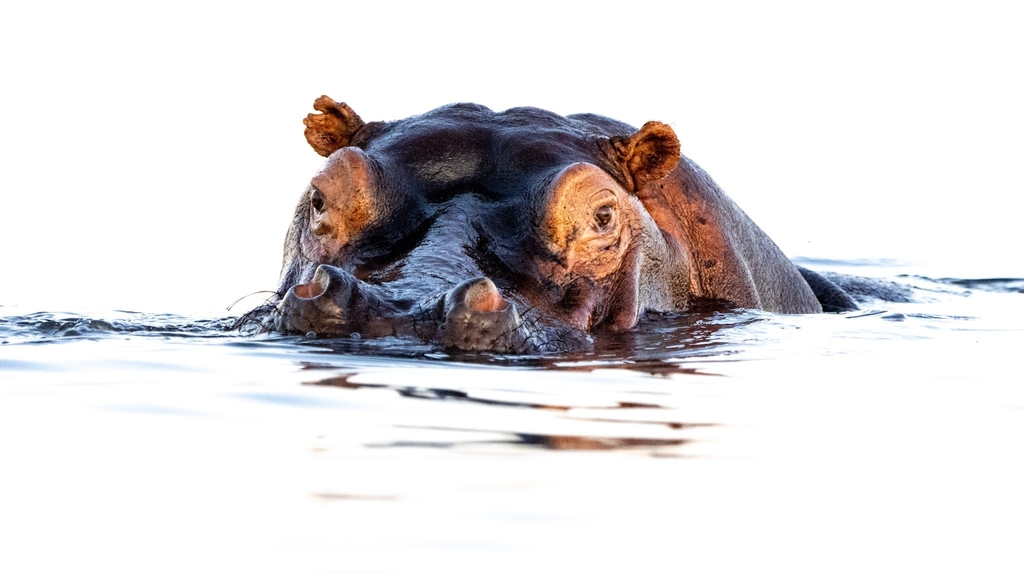 Common Hippopotamus in April 2024 by Donna Schakelaar · iNaturalist ...