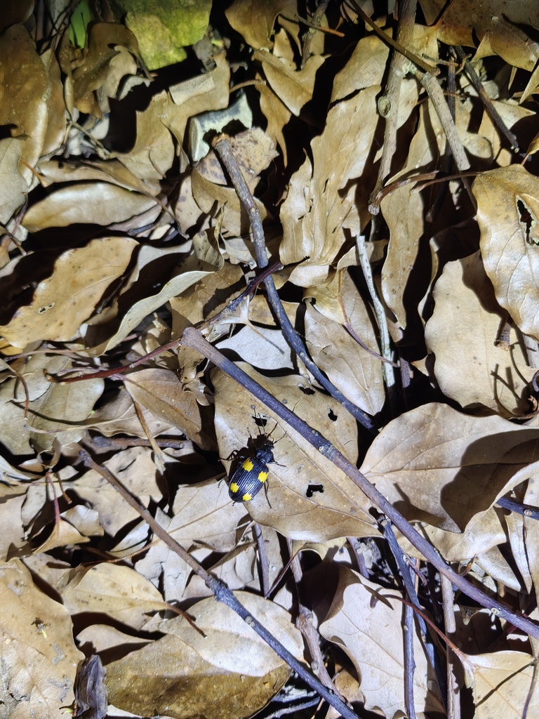 Yellow-spotted Ground Beetles from 中国浙江省舟山市普陀区 on May 10, 2024 at 09:40 ...