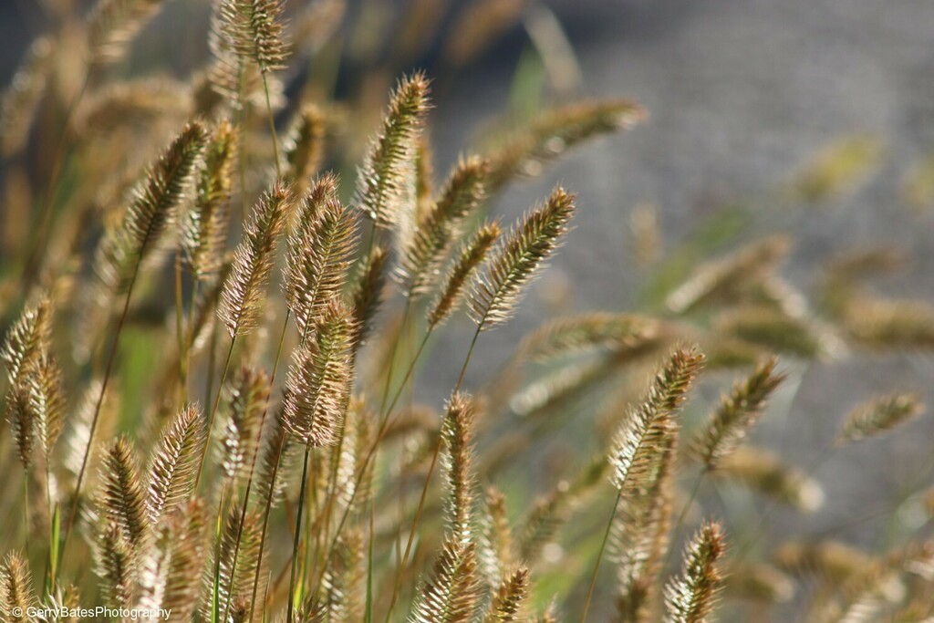 Crested Wheatgrass from Improvement District No. 9, AB T0L, Canada on ...