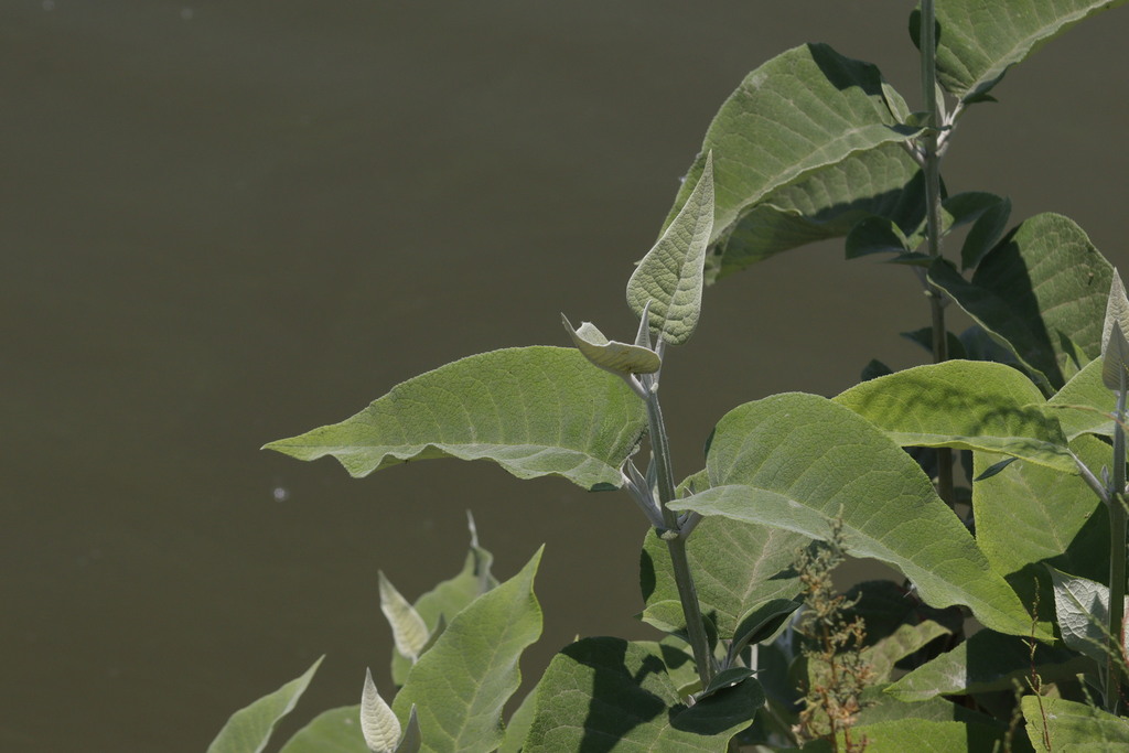 tepozan from Parque Ecológico de Xochimilco, Ciudad de México, CDMX ...