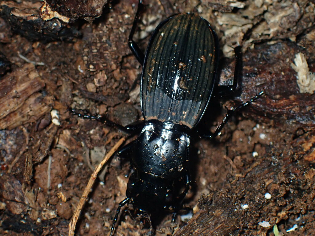 Ground Beetles from Maleny QLD 4552, Australia on April 5, 2024 at 01: ...