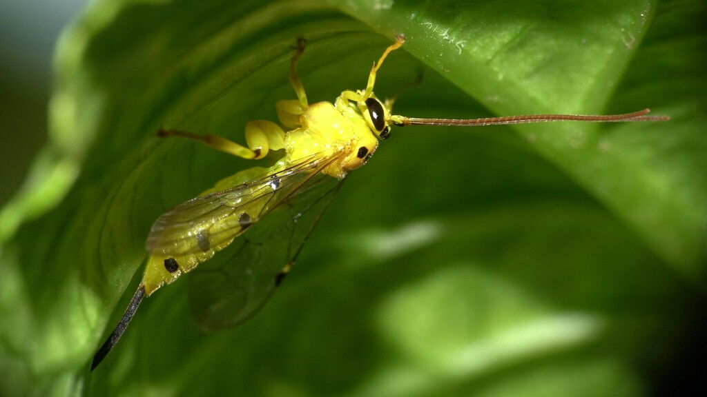 Xanthopimpla punctata from Nido, Blue River Valley, Bhose ...