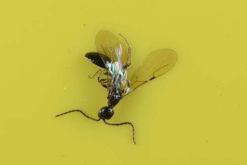 Genus Austranesia · iNaturalist