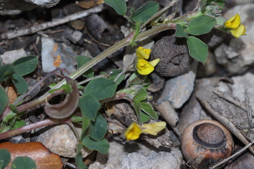Medicago hybrida · NaturaLista Colombia