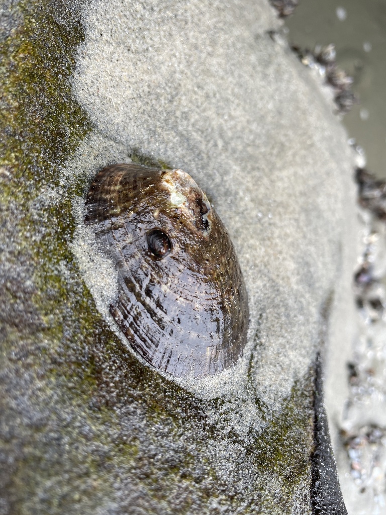 Owl Limpet from North Pacific Ocean, CA, US on May 10, 2024 at 07:50 AM ...