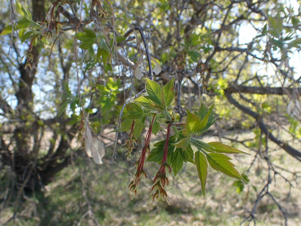 box elder from Manitoba, Canada on May 9, 2024 at 04:23 PM by Mary ...