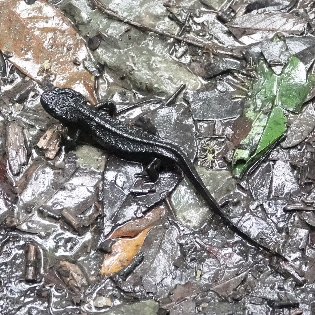 Tylototriton maolanensis in May 2024 by Nat Panda · iNaturalist