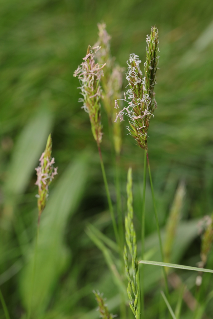 sweet vernal grass from Sefton Park, Mossley Hill Drive, Mossley Hill ...