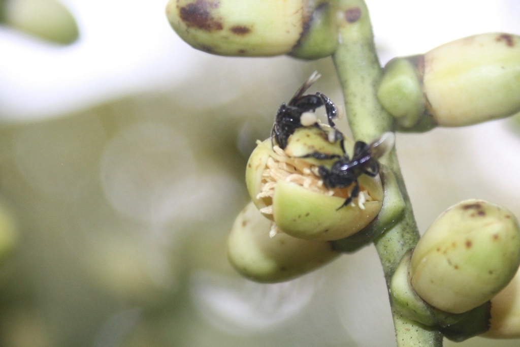 Black Slender-Stingless bee from Izamal, Yuc., México on September 22, 2017 at 02:59 PM by ...