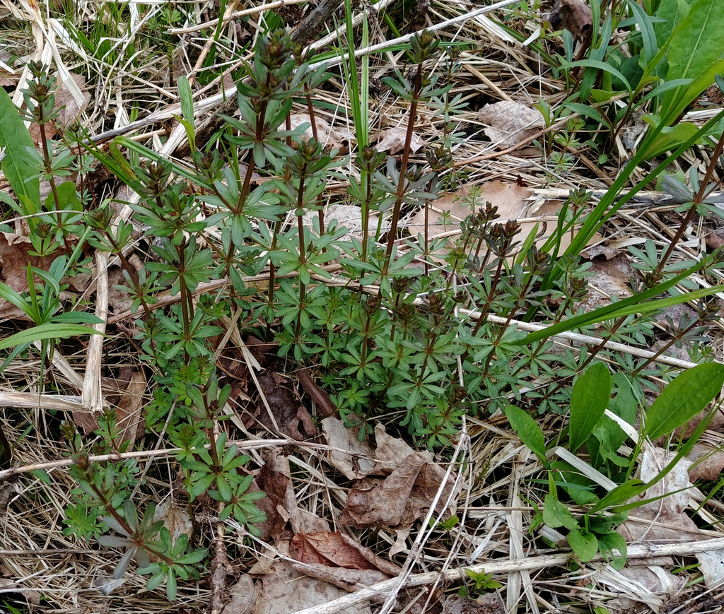 Galium mollugo from Baltimore Woods Nature Center, Onondaga County, NY ...