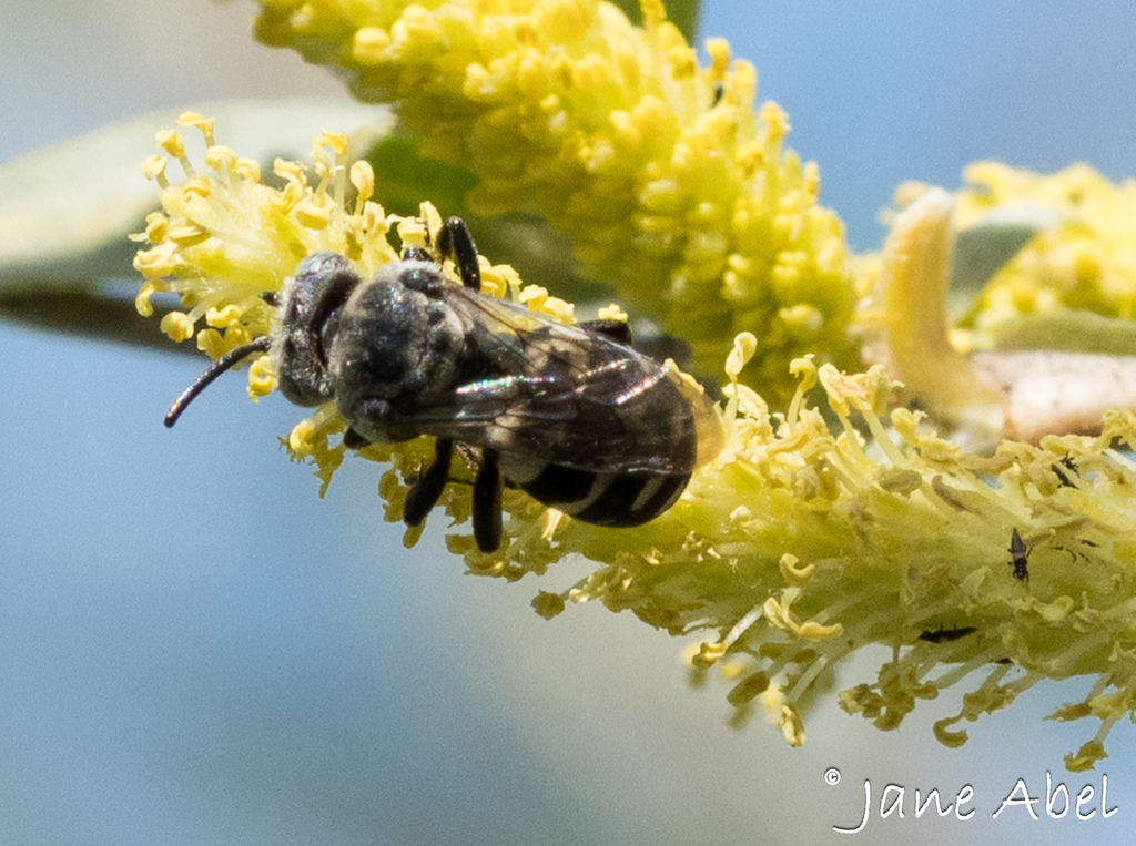 American Cellophane-cuckoo Bee from Richland, WA, USA on May 9, 2024 at ...