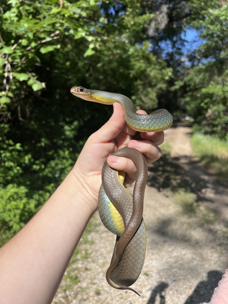Eastern Yellow-bellied Racer from Lewisville, TX, US on May 10, 2024 at ...