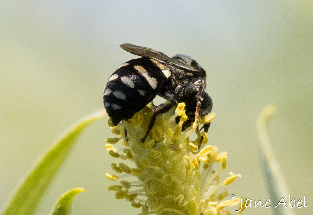 American Cellophane-cuckoo Bee from Richland, WA, USA on May 9, 2024 at ...