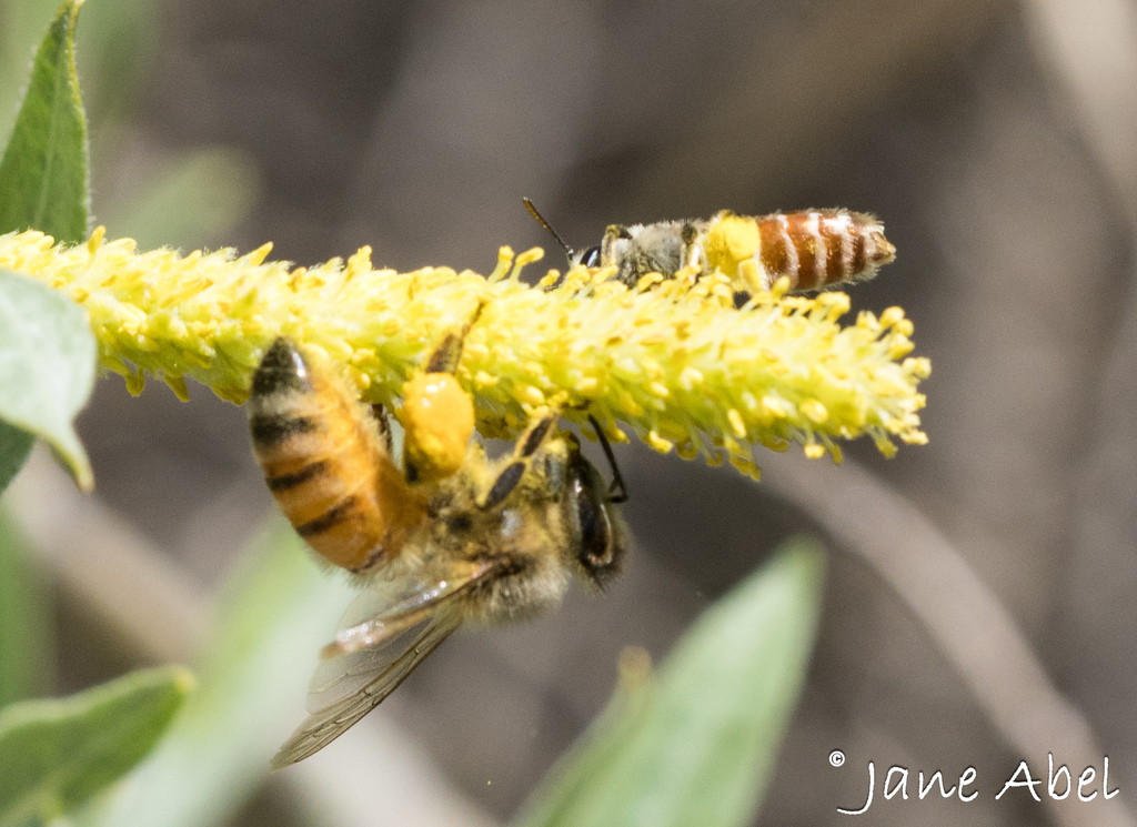 Colourful Willow Miner Bee from Richland, WA, USA on May 9, 2024 at 11: ...