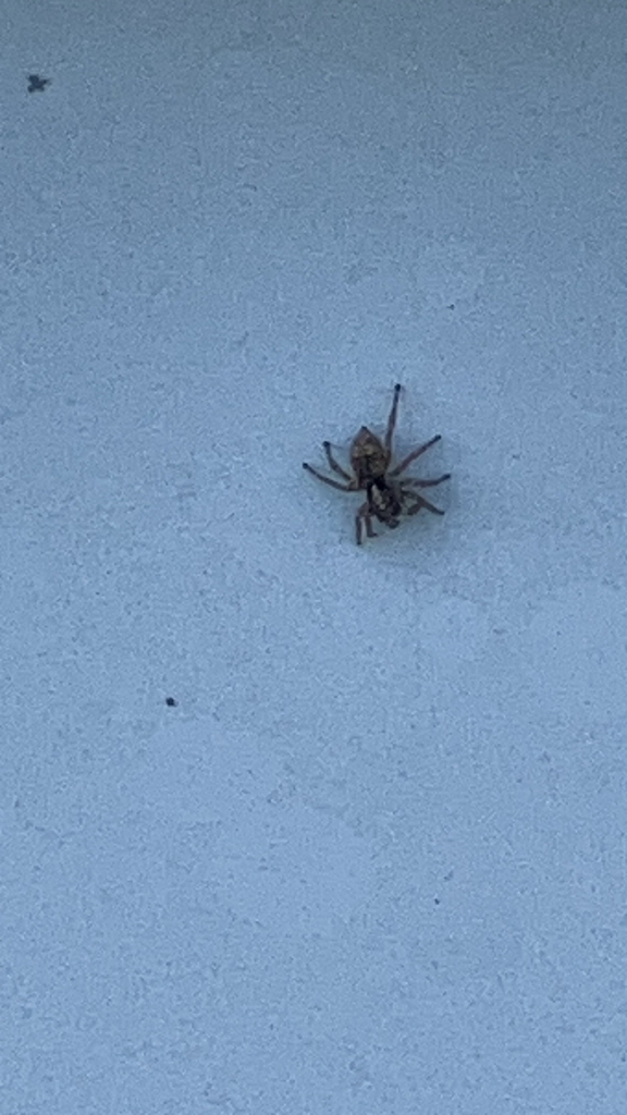 Asiatic Wall Jumping Spider from Tigerton on May 8, 2024 at 02:06 PM by ...