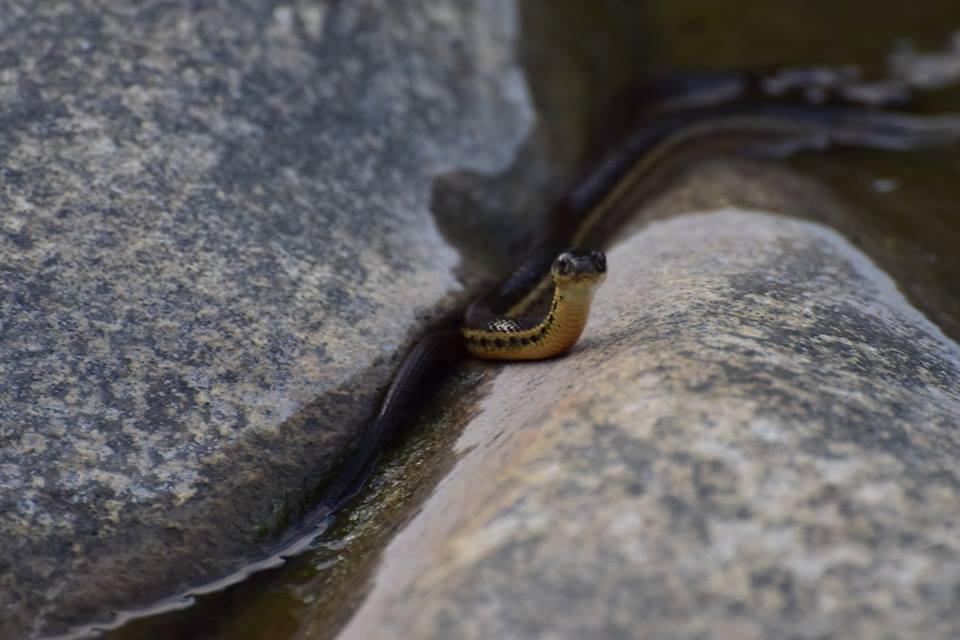Two-striped Garter Snake from Ensenada on March 20, 2016 by Lily ...