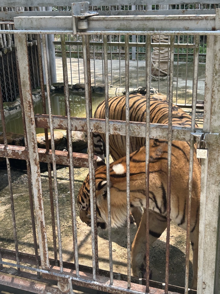 Tiger in April 2024 by maxlovesinverts. A friend of my went with the ...