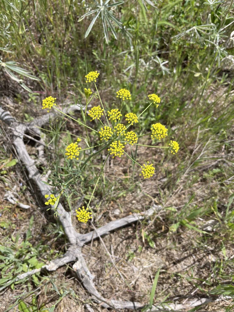 Wyeth Biscuitroot from Asotin County, US-WA, US on May 7, 2024 at 01:36 ...