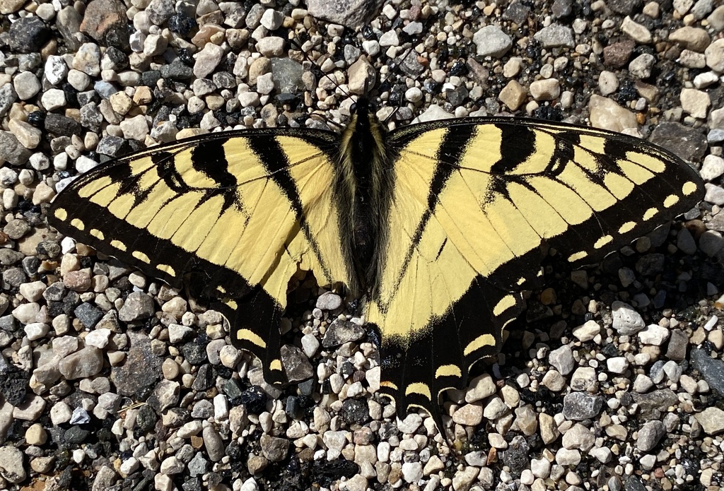 Eastern Tiger Swallowtail from Elk Valley Rd, Waukesha, WI, US on May ...