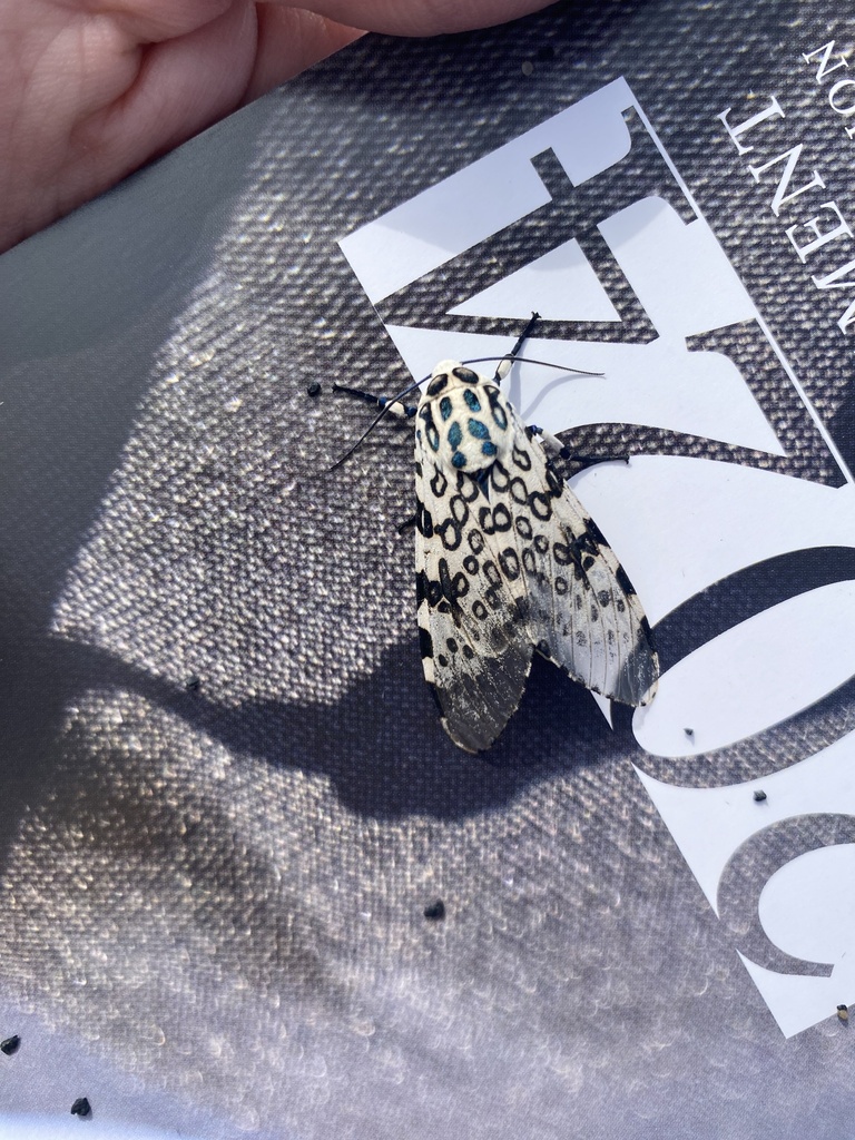 Giant Leopard Moth from Tarleton Memorial Stadium, Stephenville, TX, US ...