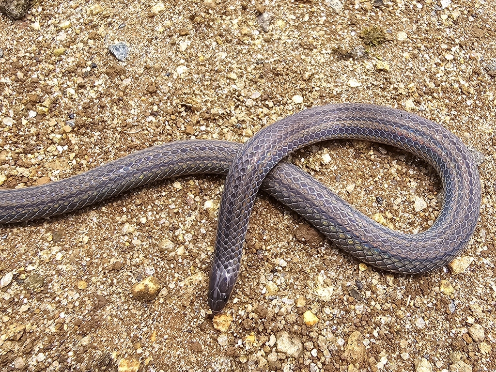 American Burrowing Snakes from San Rafael Pie de la Cuesta San Rafael ...