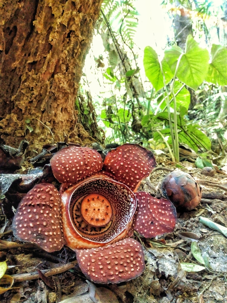 Rafflesia lagascae from Mount Makiling on April 22, 2019 at 02:43 PM by ...