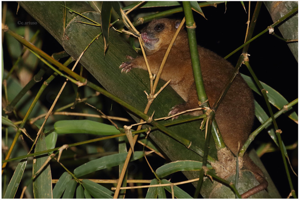 Peleng Cuscus (Phalanger pelengensis) - Know Your Mammals