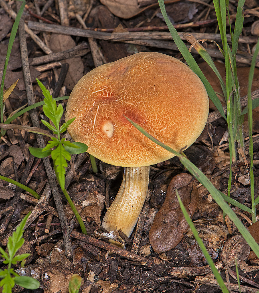 butter-foot bolete from Canyon Lake, TX, USA on May 8, 2024 at 05:24 PM ...