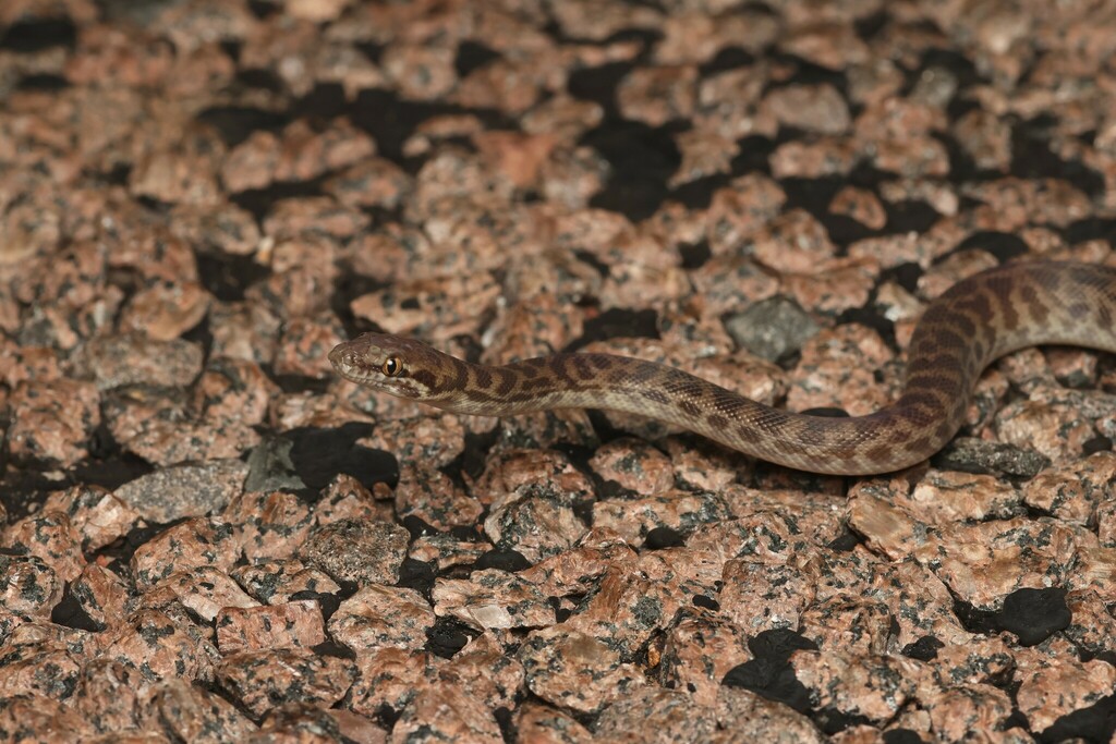 Children's Python from Douglas-Daly NT 0822, Australia on May 10, 2024 ...