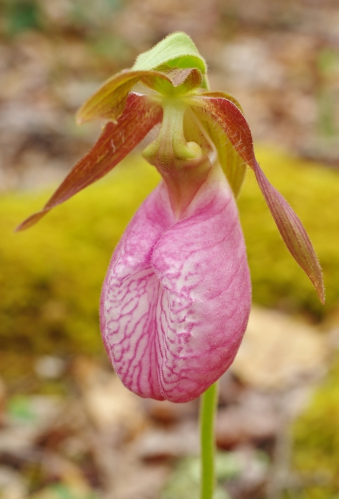 pink lady's slipper from Sullivan County, TN, USA on May 4, 2019 at 11: ...