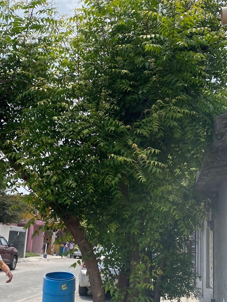 wax trees and shrubs from 4a. Privada, Monterrey, N.L., MX on April 29 ...