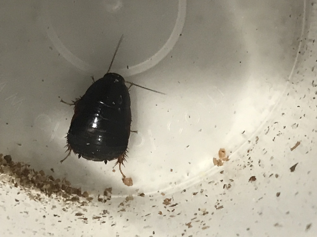 Cockroaches and Termites from Manning Ct, Pimpama, QLD, AU on May 11 ...