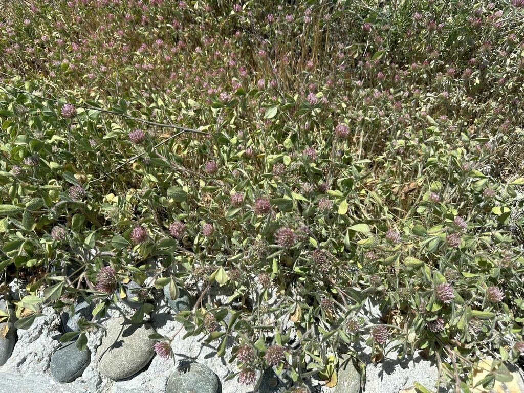 Rose Clover from Riverside County, CA, USA on May 8, 2024 at 12:01 PM ...