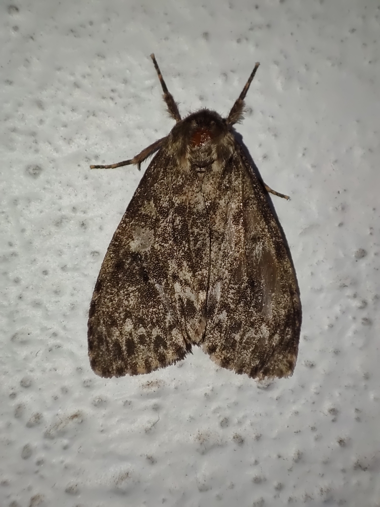 Lymantria kanara from Hoige Bail, Ashok Nagar, Mangaluru, Karnataka ...